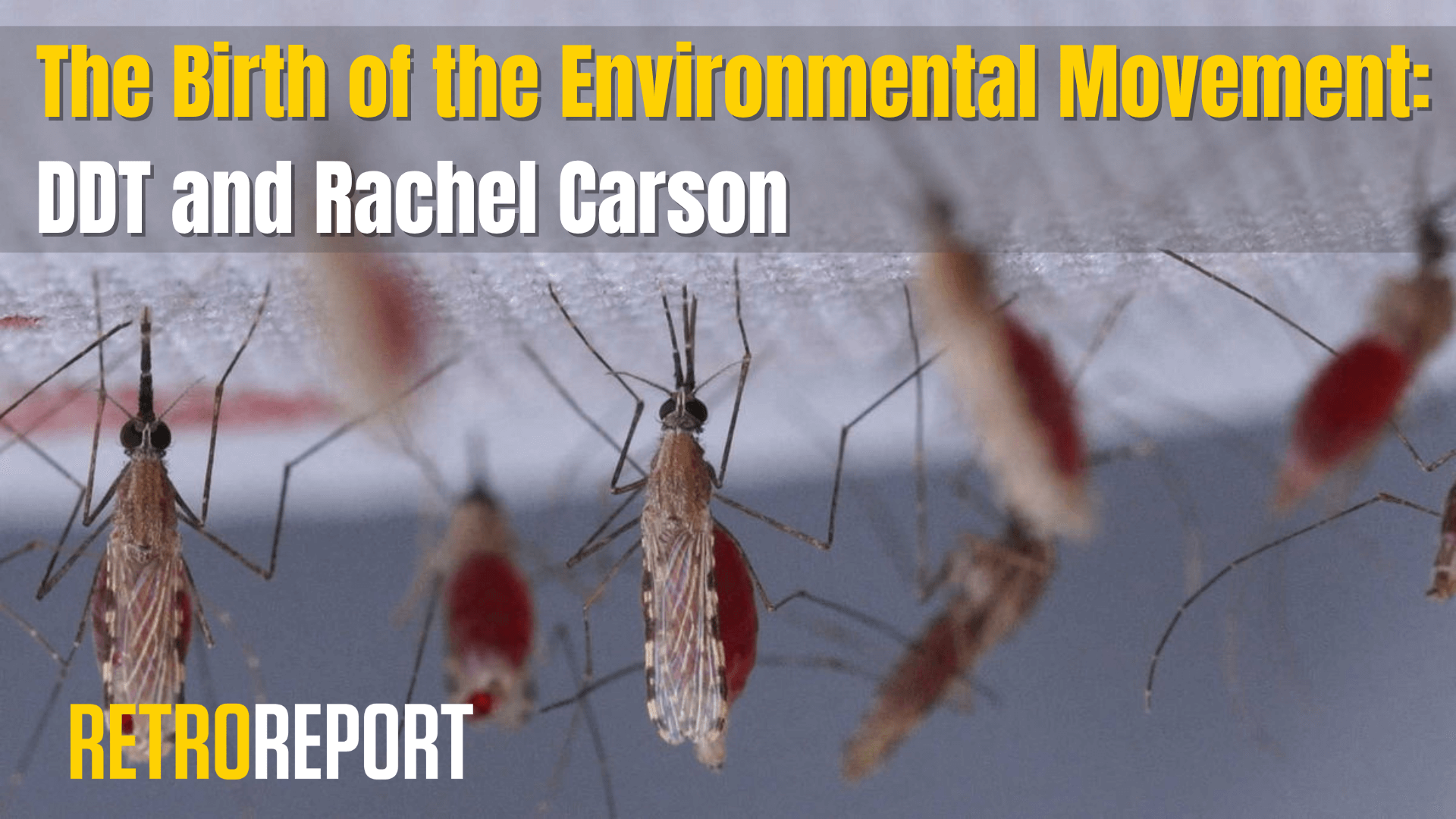 The Birth of the Environmental Movement: DDT and Rachel Carson – TEACHFLIX